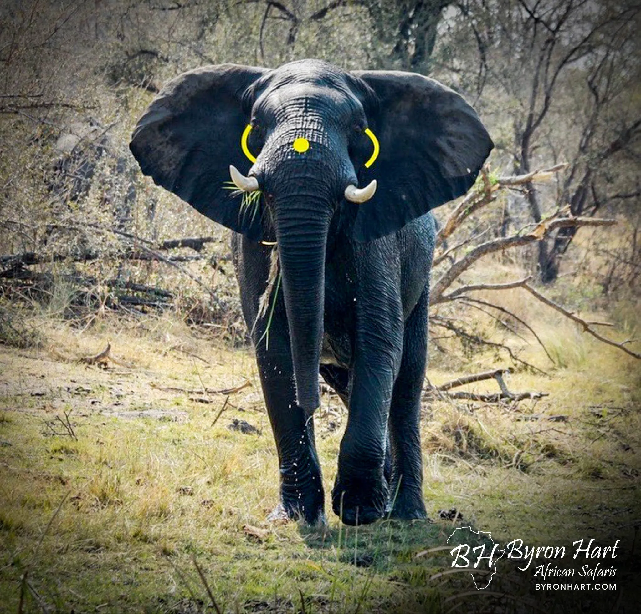 Shot Placement - Elephants - Byron Hart African Safaris